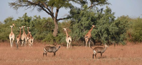 Zakouma Adventure - Chad - Small Group Tour - Native Eye