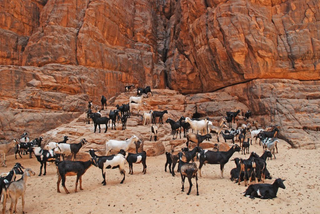 Expedition to the Ennedi - Native Eye Travel