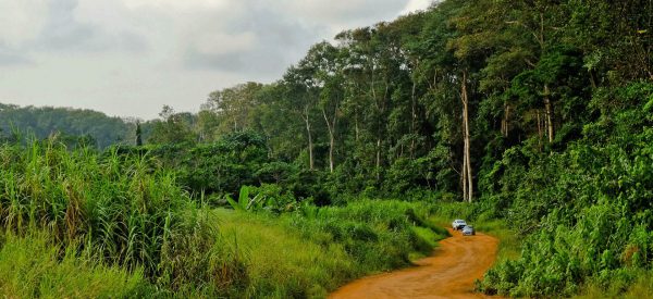 Gabon Explorer - Small Group Tour - Native Eye Travel