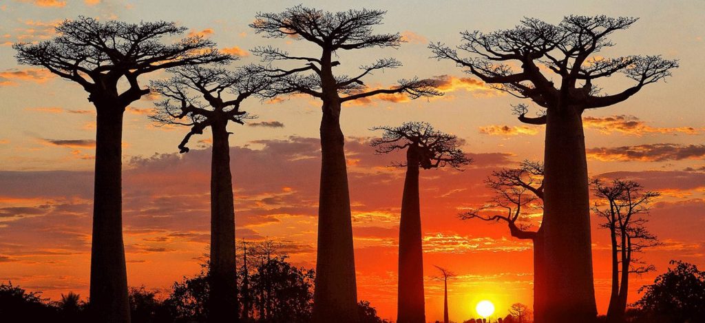 Madagascar In-Depth - Small Group Tour - Native Eye Travel