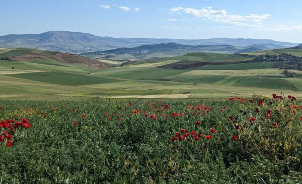 Algeria Travel Guide – in pictures - Africa Specialist